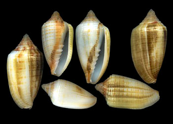 涡螺总科 Volutacea 蓝色动物学（中国动物学科普）